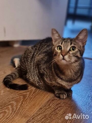 Котенок Петенька ищет дом