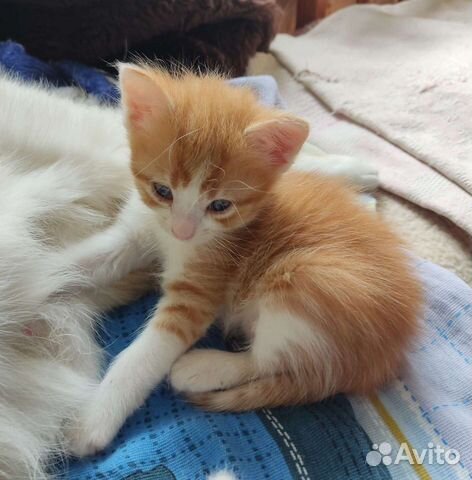 Замечательный рыженький котёнок (мальчик)
