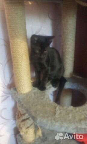 Котёнок Пятнышко
