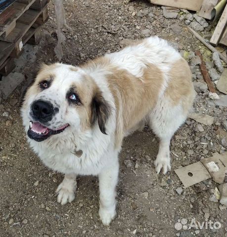 Московская сторожевая приют