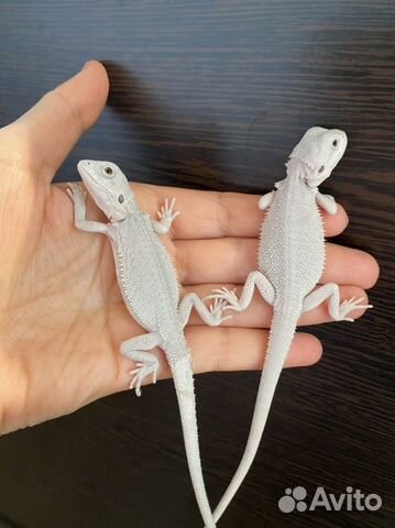 Бородатая агама Зеро