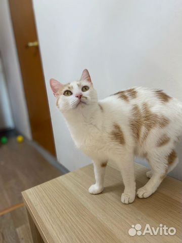 Кошечка Веснушка