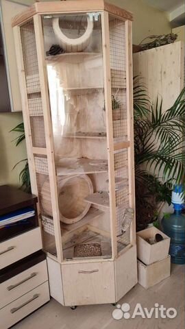 Шиншилла с витриной