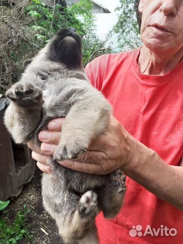 Восточноевропейская овчарка