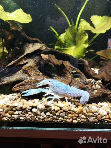 Раки флоридские