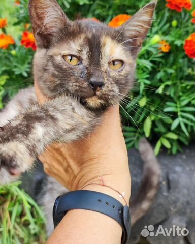 Кошки в добрые руки бесплатно