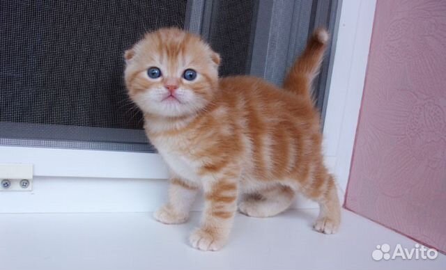 Вислоухий котик