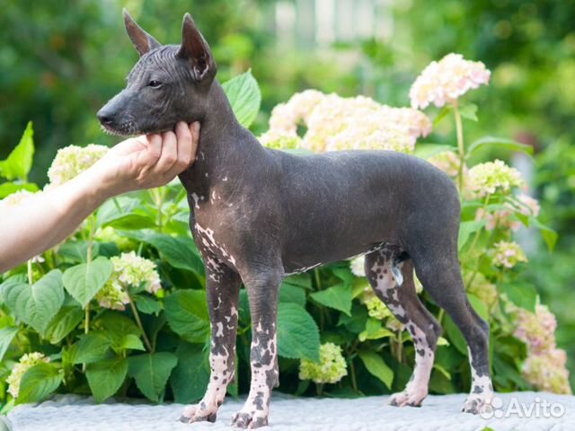 Ксолоиткуинтли щенок девочка