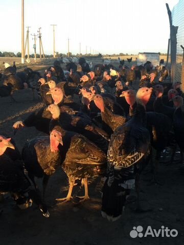 Индюки индюшата