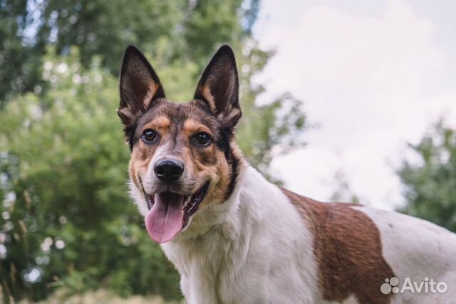 Щенок Патрик ищет семью