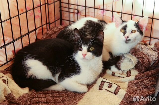 Котята в поисках дома