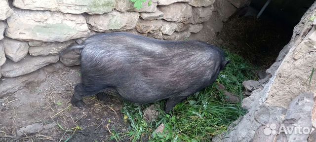 Вьетнамский хряк