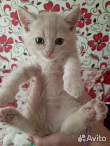 Кошки