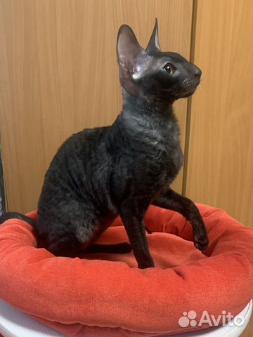 Черный котенок