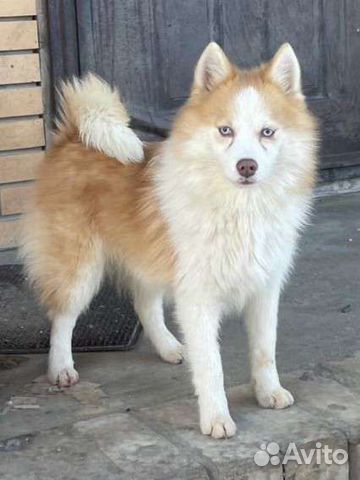 Кобель Помски