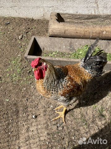 Петух легбар