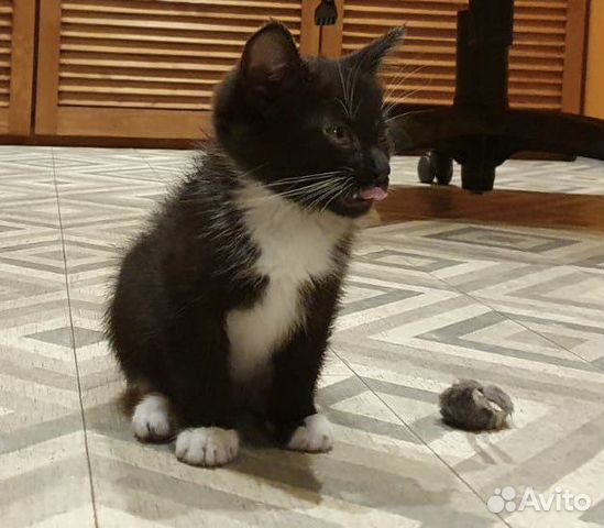 Котенок в добрые руки