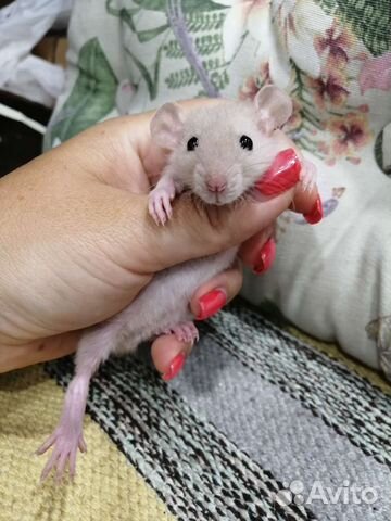 Крысята крыски Дамбо рекс сиамские