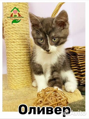 Котята Оливер и Чарли