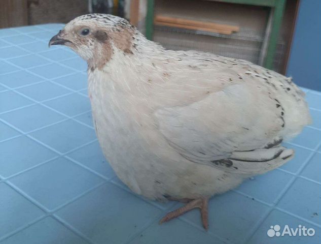 Перепела самцы