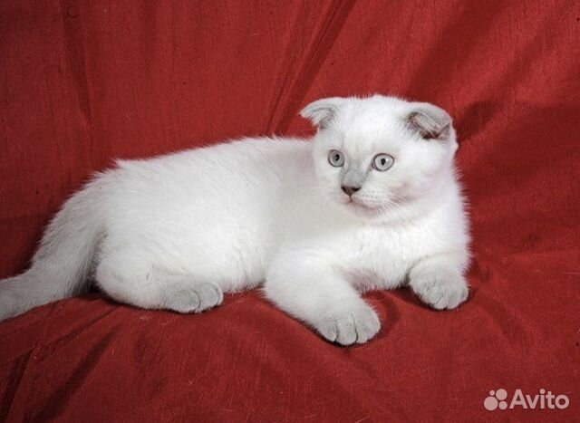 Шотландские вислоухие котята