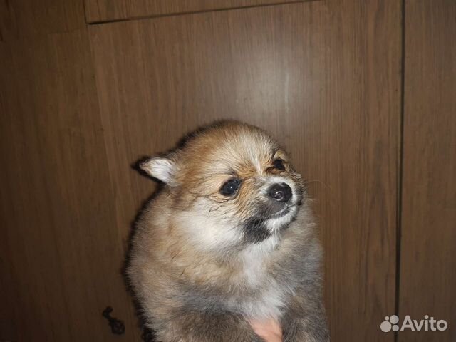 Щенки немецкого шпица