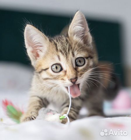 Умный полосатик котёнок Пифагор 2 месяца в дар