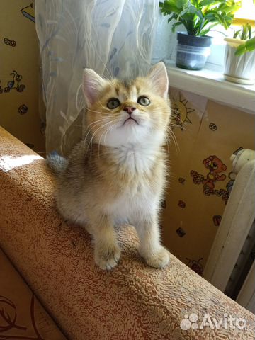 Котята золотая шиншилла 2 мес