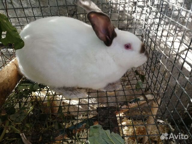 Кролик калифорния 7 мес