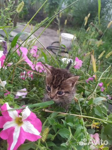 Отдам котят в добрые руки