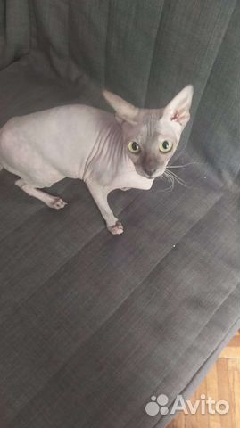 Донской сфинкс вязка