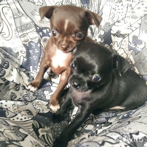 Щенки чихуахуа