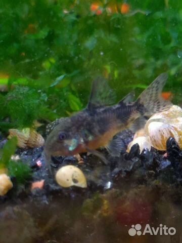 Сомики каридорас крапчатый