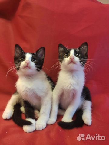 Котята ищут дом