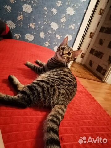 Бенгальская кошка
