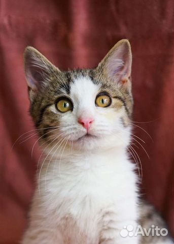 Котенок в дар