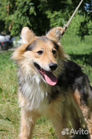 Францу необходим дом