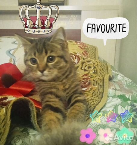 Котёнок