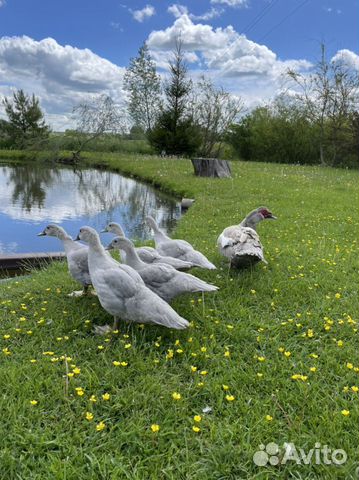 Мускусные утки тяжелые линии