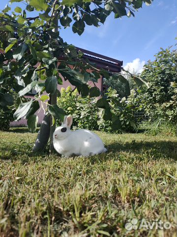 Карликовый кролик с клеткой