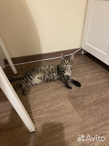 Мраморный малыш Тобби