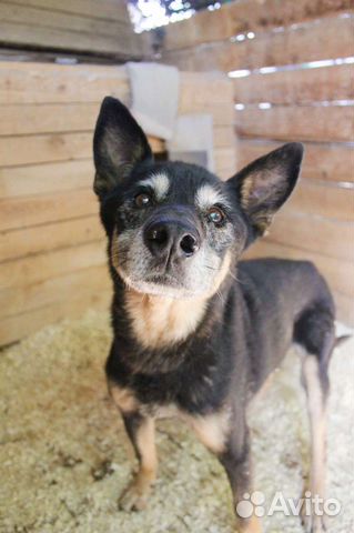 Стареющая собака стала сдавать