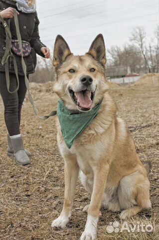 Собака в добрые руки отдам бесплатно