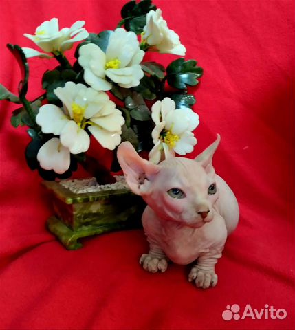 Двельф кремовый мальчишка,канадец бамбино