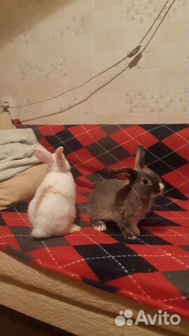 Декоративные крольчата