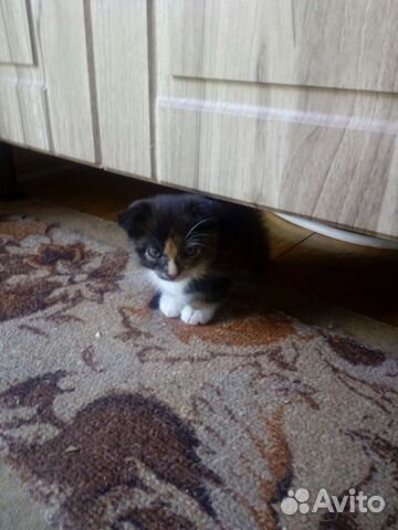 Вислоухий котёнок в хорошие руки