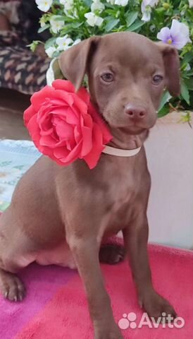 Ксоло мини, шоколадный мальчик