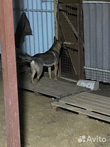 Отдам в добрые руки