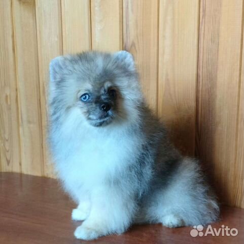 Голубоглазая Чудо Девочка