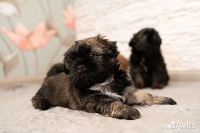 Собаки щенки